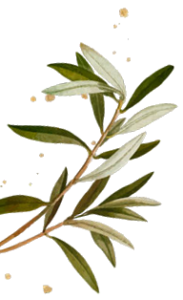 Get In Touch With Us - Olive Tree Restaurants